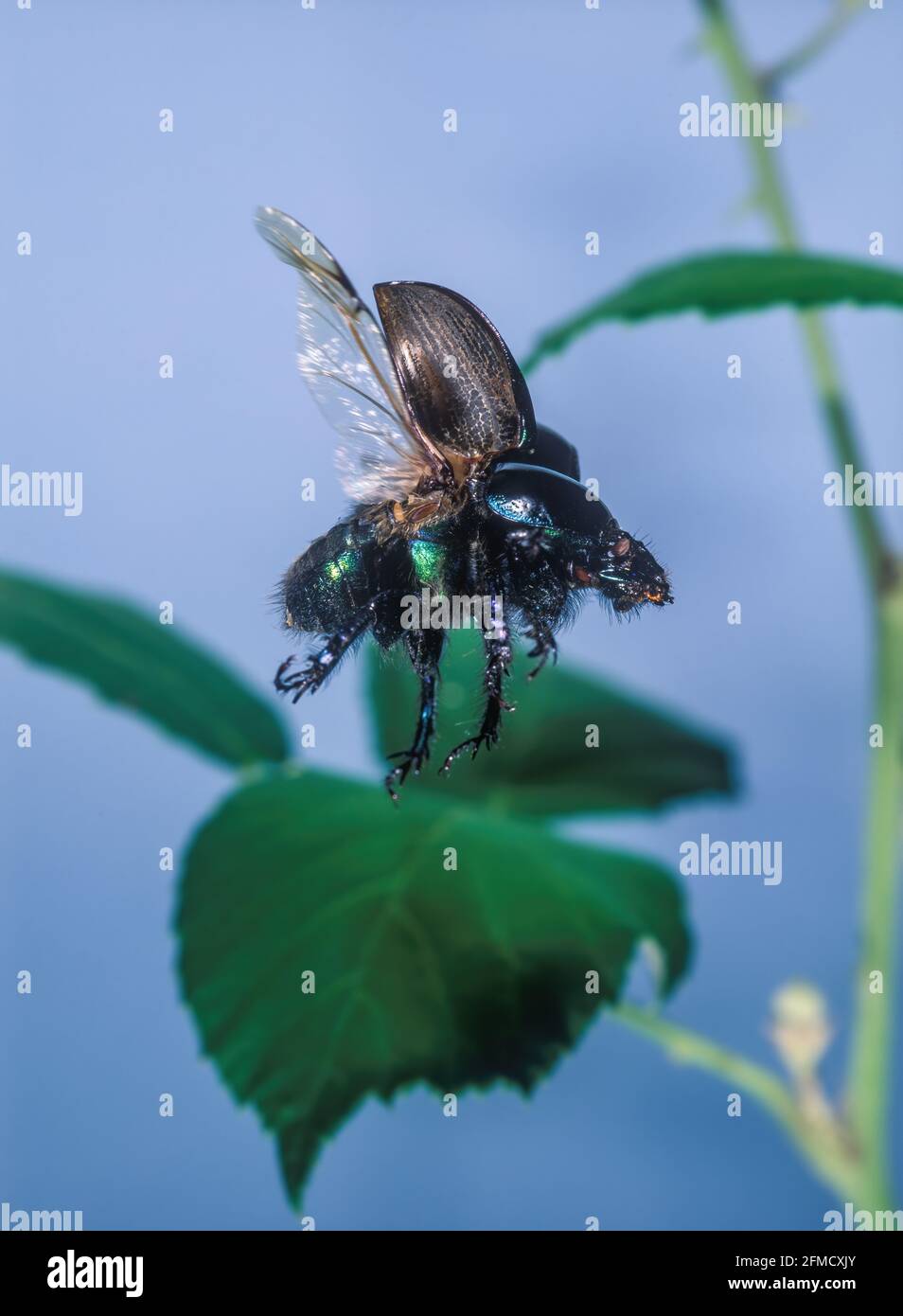 Dor Beetles High Resolution Stock Photography and Images - Alamy