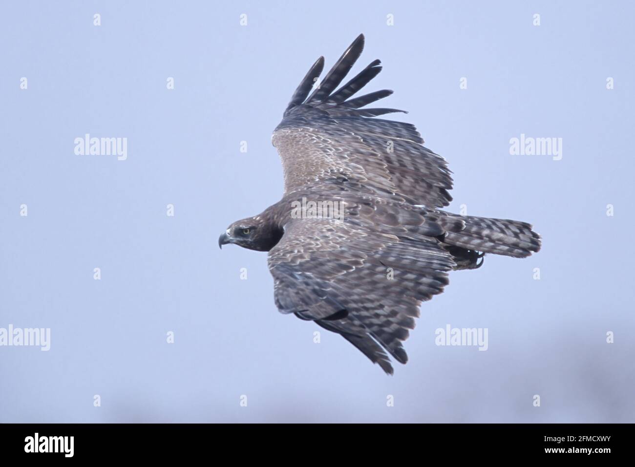 African martial eagle hi-res stock photography and images - Alamy