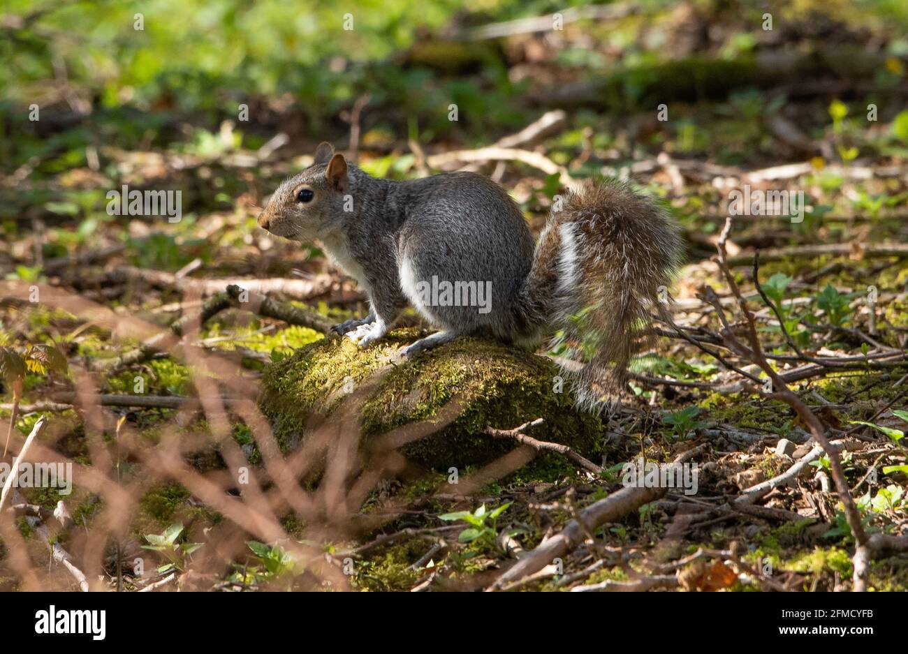 Rock preston hi-res stock photography and images - Alamy