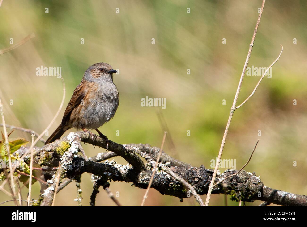 Dunnock england hi-res stock photography and images - Alamy
