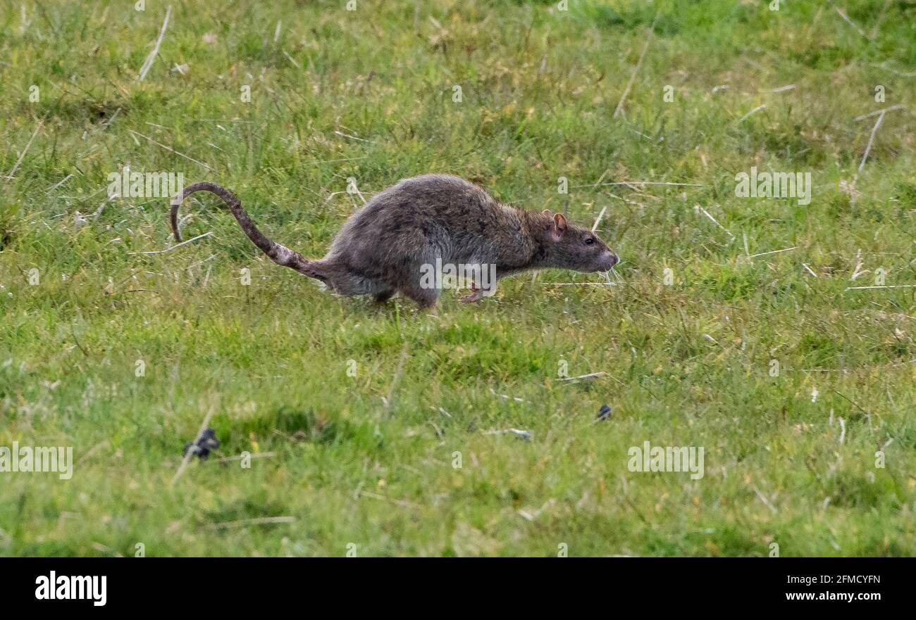 Common rat hi-res stock photography and images - Alamy