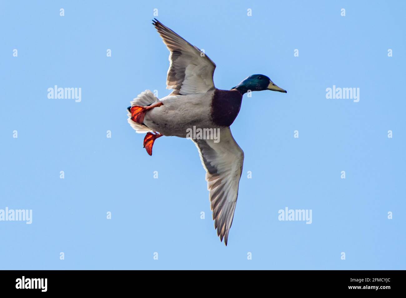 Male duck flying hi-res stock photography and images - Alamy