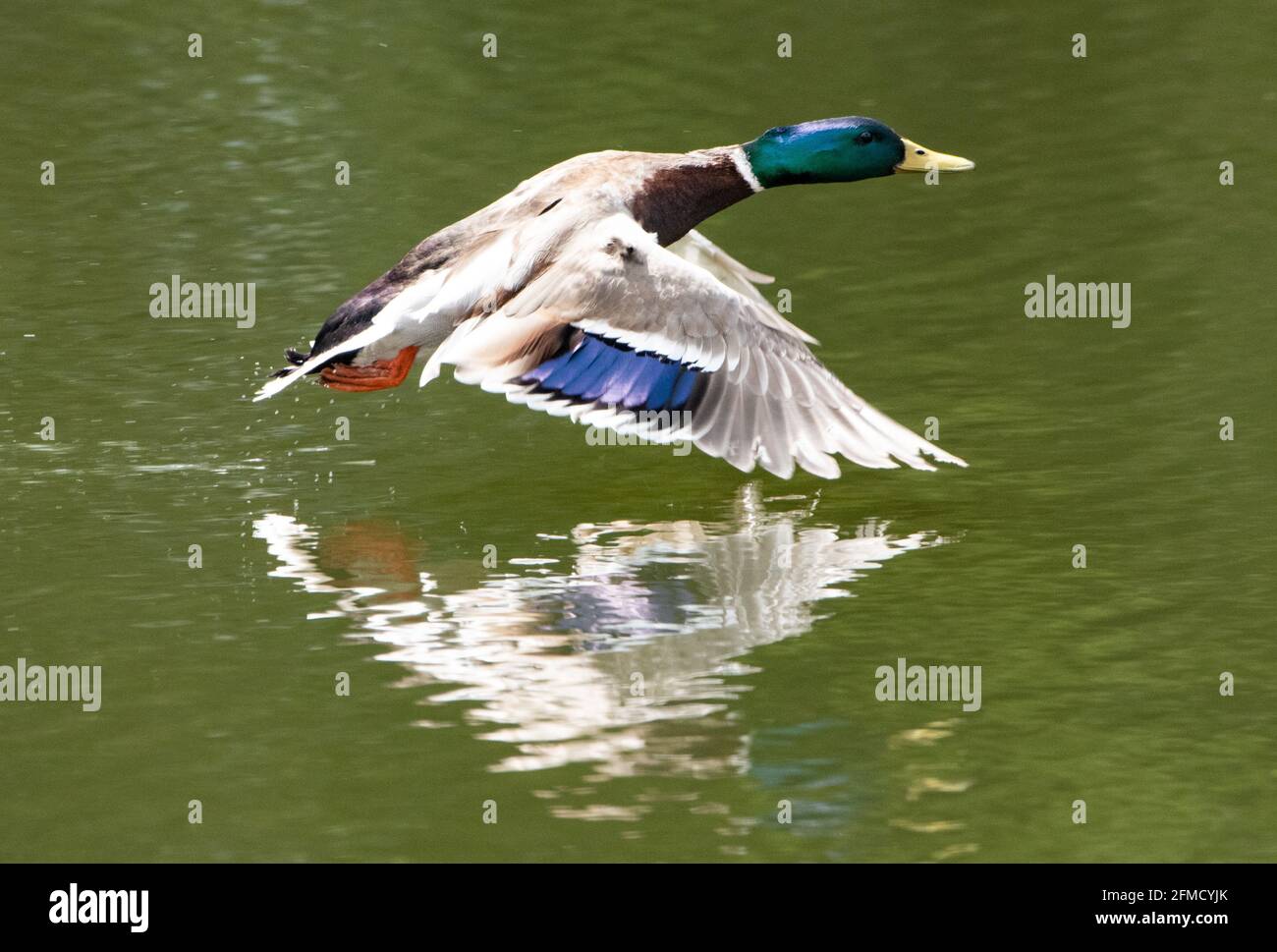 Duck taking off from water hi-res stock photography and images - Alamy