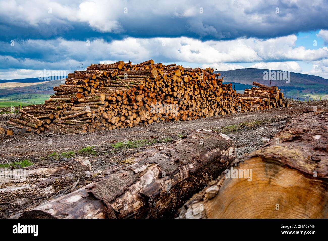 Stacks of forestry logs ready for collection, Cow Ark, Clitheroe ...