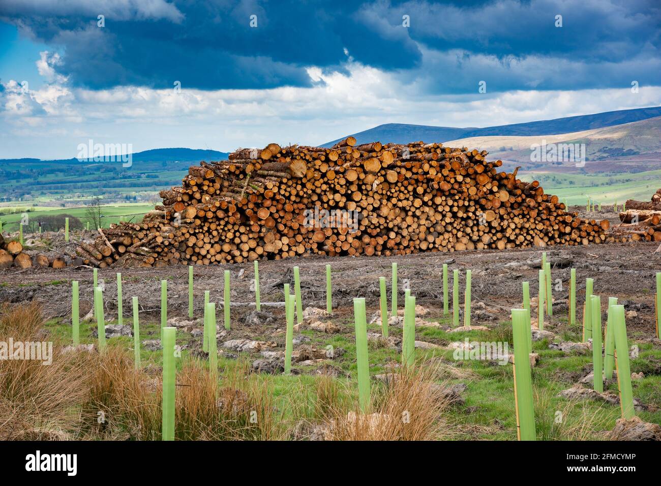 Woodland cow hi-res stock photography and images - Alamy