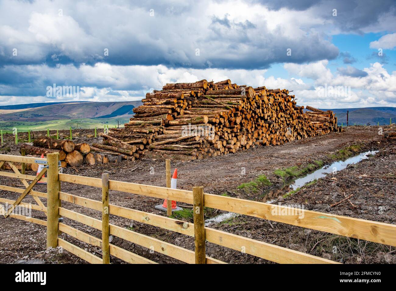 Stacks of forestry logs ready for collection, Cow Ark, Clitheroe ...
