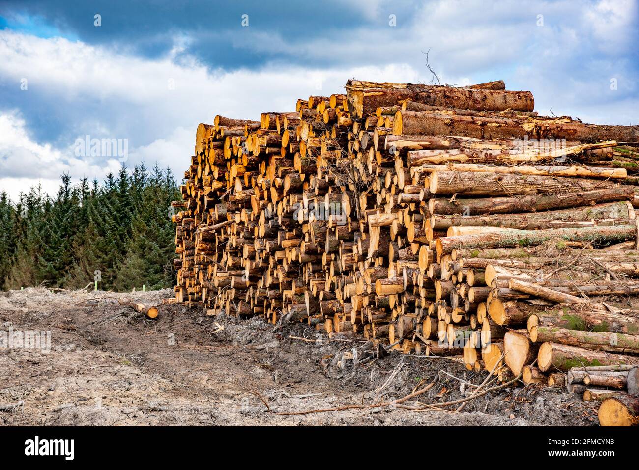 Stacks of forestry logs ready for collection, Cow Ark, Clitheroe ...