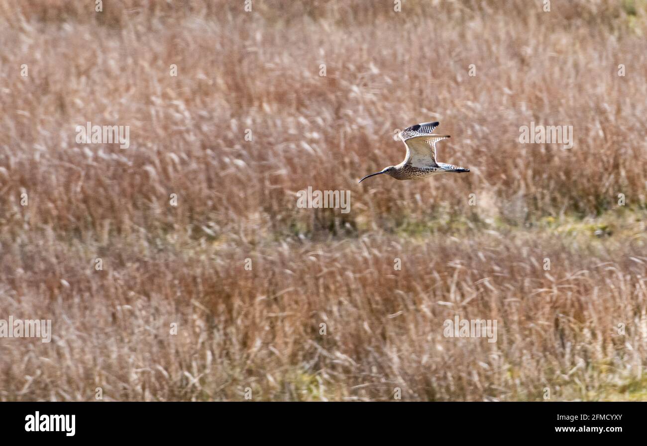 Flying Curlew Uk High Resolution Stock Photography and Images - Alamy