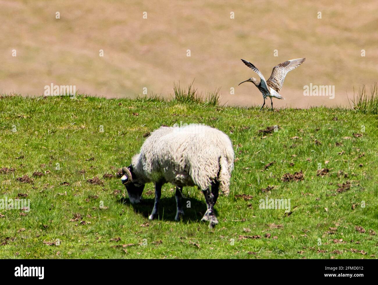 A curlew in a manured grass field with a Swaledale sheep, Chipping ...
