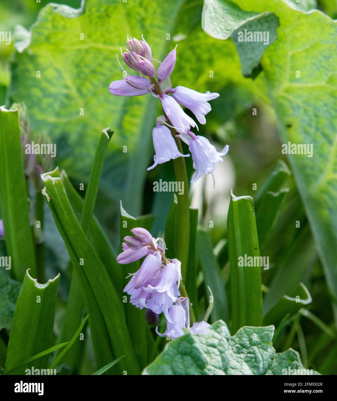 A Spanish bluebell, Chipping, Preston, Lancashire, UK Stock Photo - Alamy