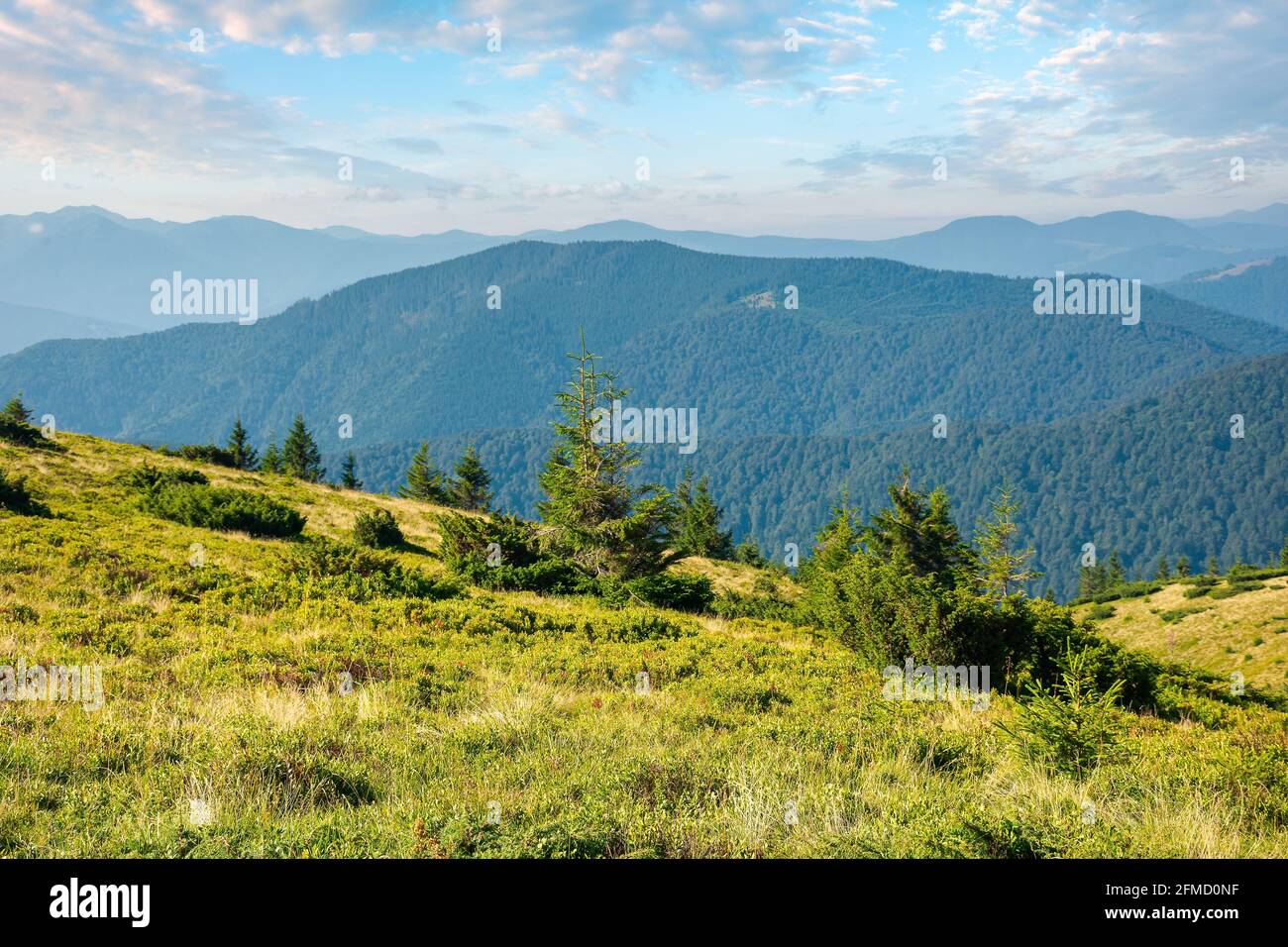 carpathian mountain landscape in summertime. beautiful countryside scenery with trees on the ...