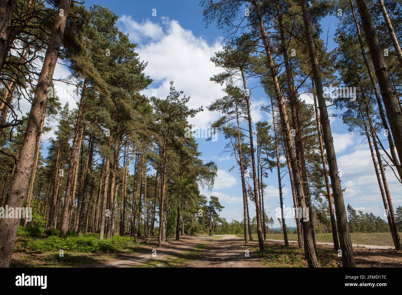 Blackheath Common, Surrey, England Stock Photo - Alamy