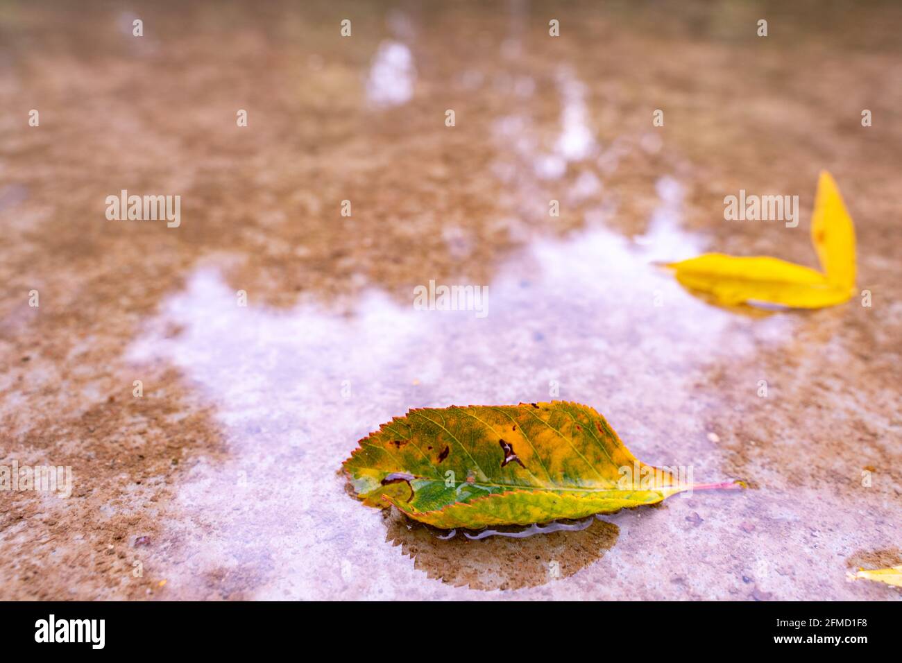 Colorful autumn leaves in rain puddle. Background Stock Photo - Alamy