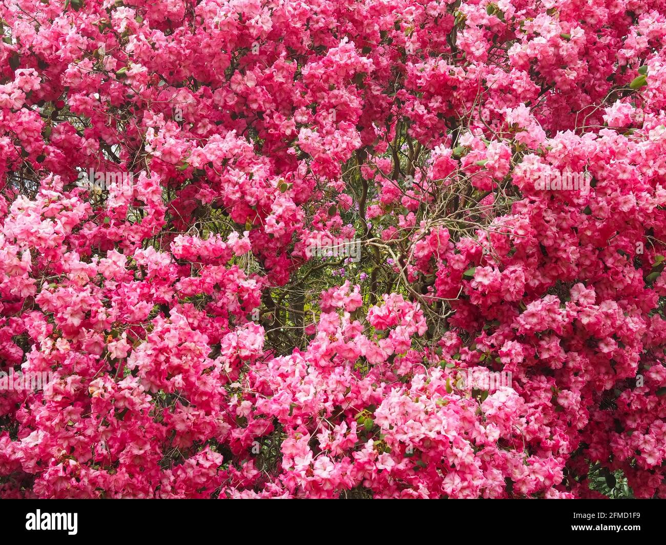 Big pink blooming rhododendron tree Stock Photo - Alamy