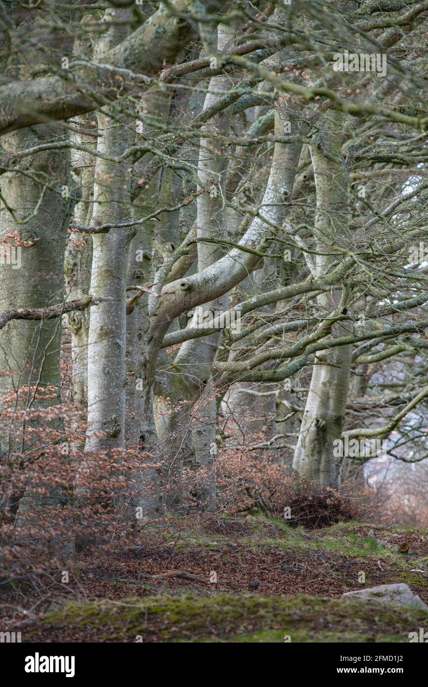 Avenue of beech trees hi-res stock photography and images - Alamy