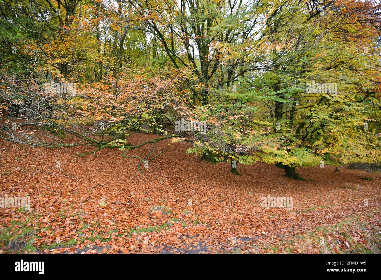 Scenic autumn landscape in the countryside of Glendalough Valley in ...