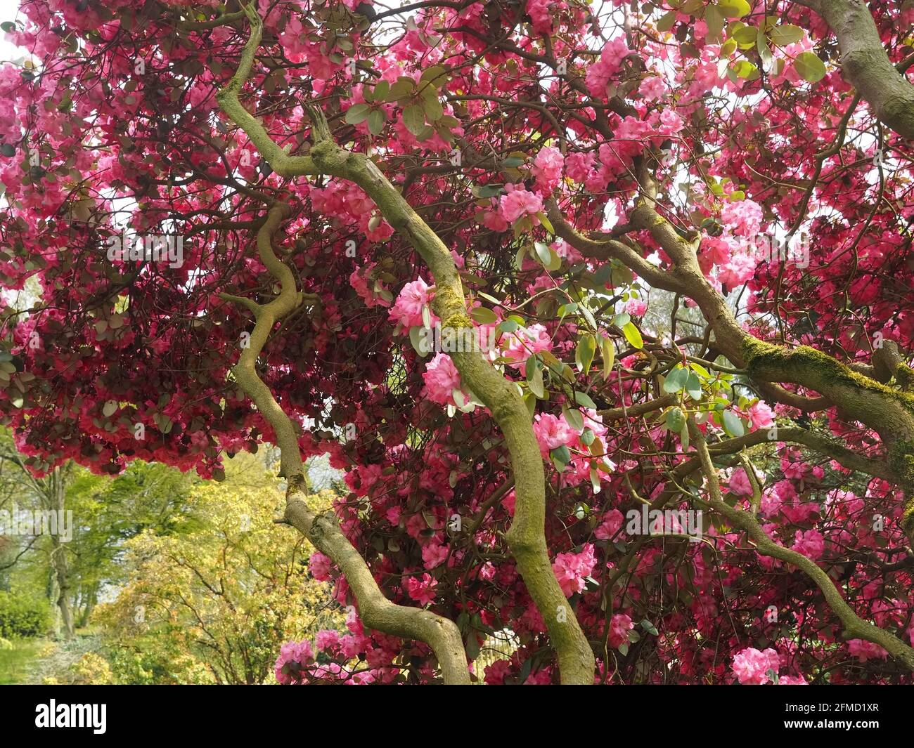 Big pink blooming rhododendron tree Stock Photo - Alamy