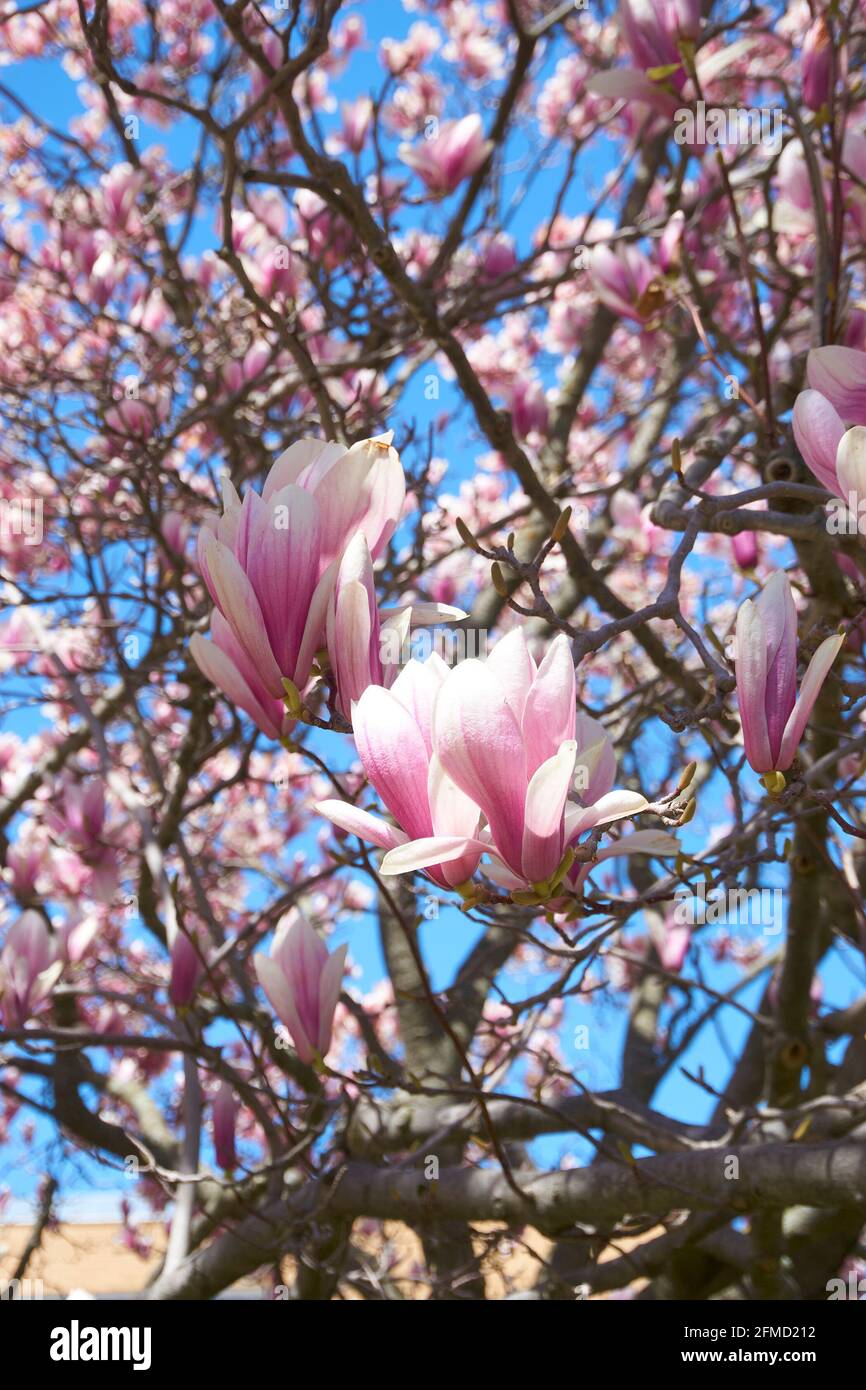 Louisiana magnolia tree hi-res stock photography and images - Alamy