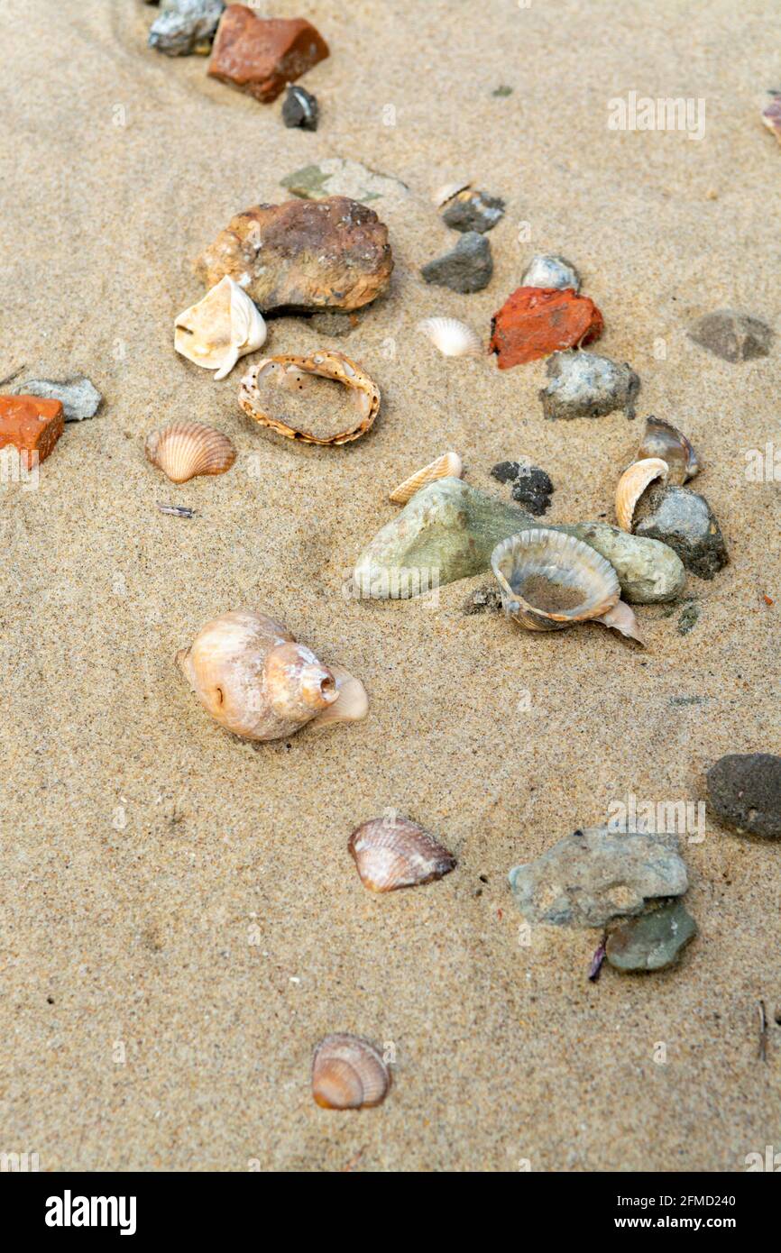 Seashells on yellow sandy beaches in small Belgian town Knokke-Heist ...
