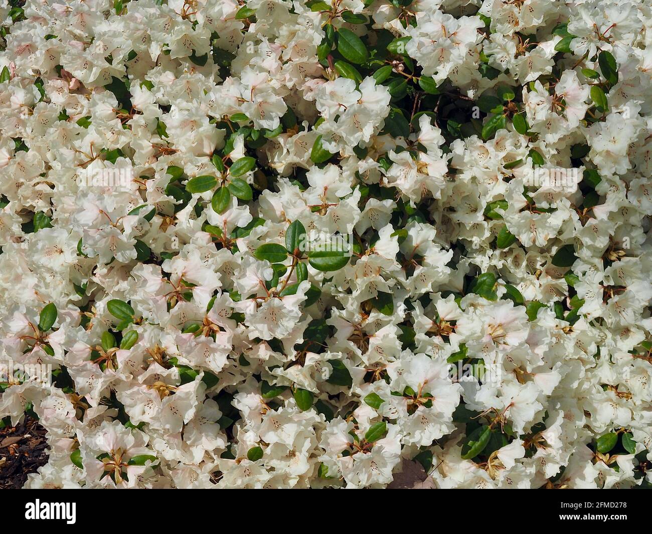 Big white blooming rhododendron tree Stock Photo - Alamy