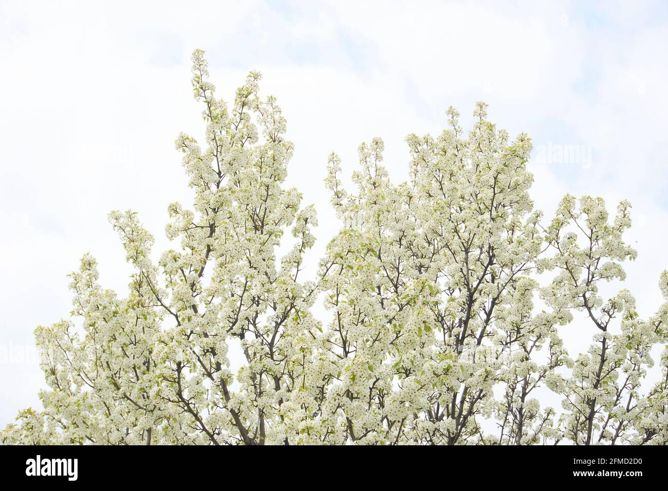 Budding trees in spring Stock Photo - Alamy
