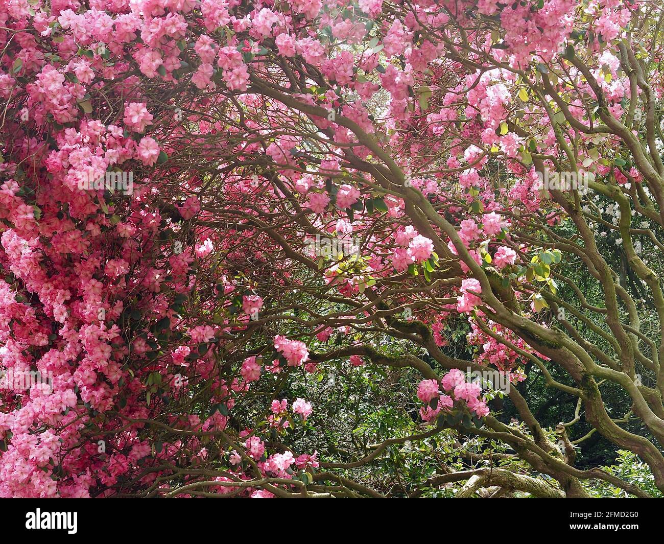Big pink blooming rhododendron tree Stock Photo - Alamy