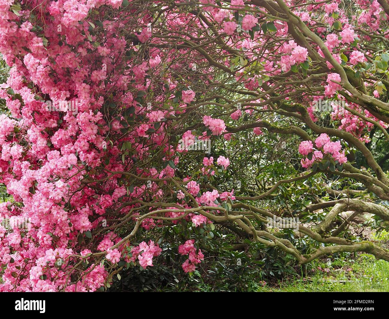 Big pink blooming rhododendron tree Stock Photo - Alamy