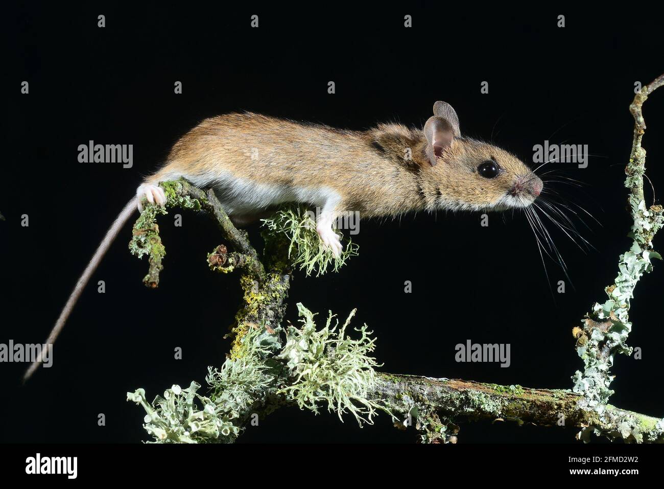 wood mouse apodemus sylvaticus Stock Photo - Alamy