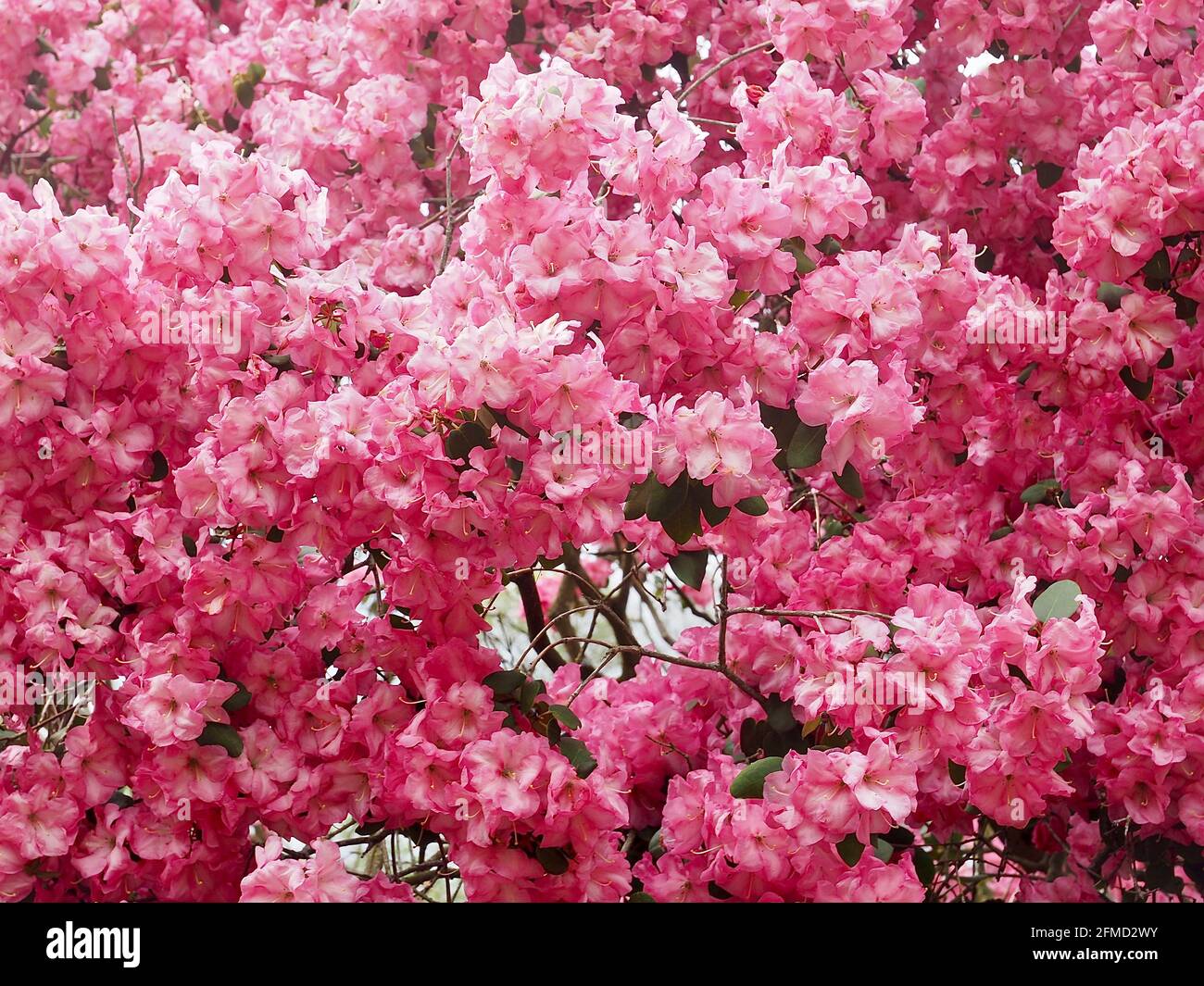 Big pink blooming rhododendron tree Stock Photo - Alamy