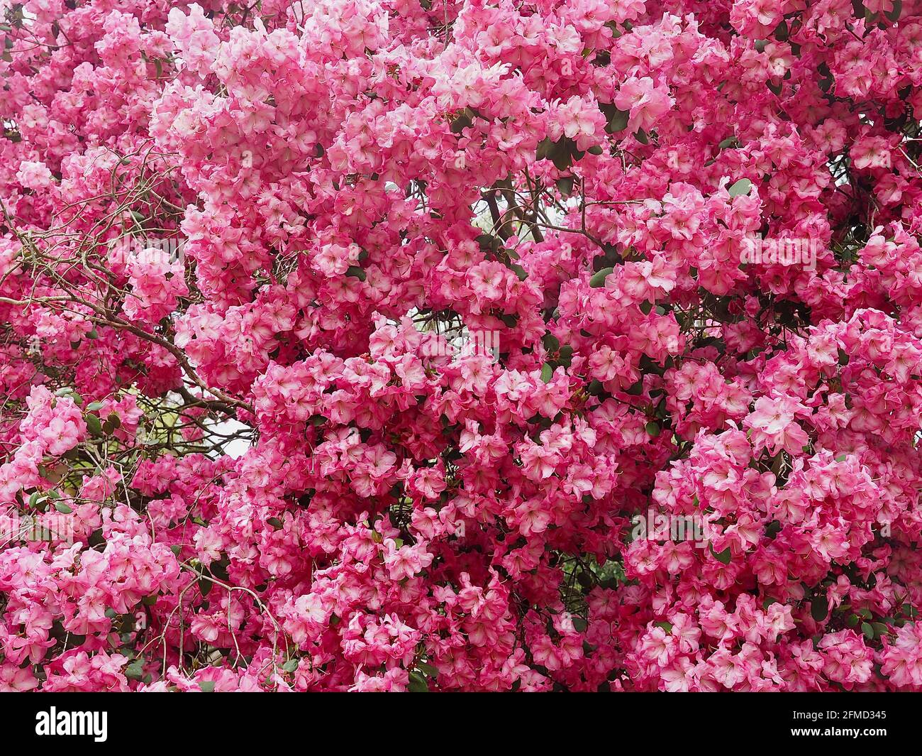 Big pink blooming rhododendron tree Stock Photo - Alamy