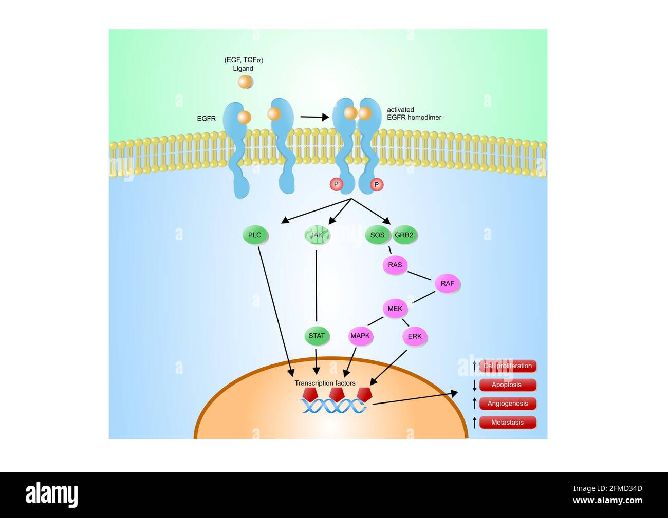 Erb Cut Out Stock Images & Pictures - Alamy