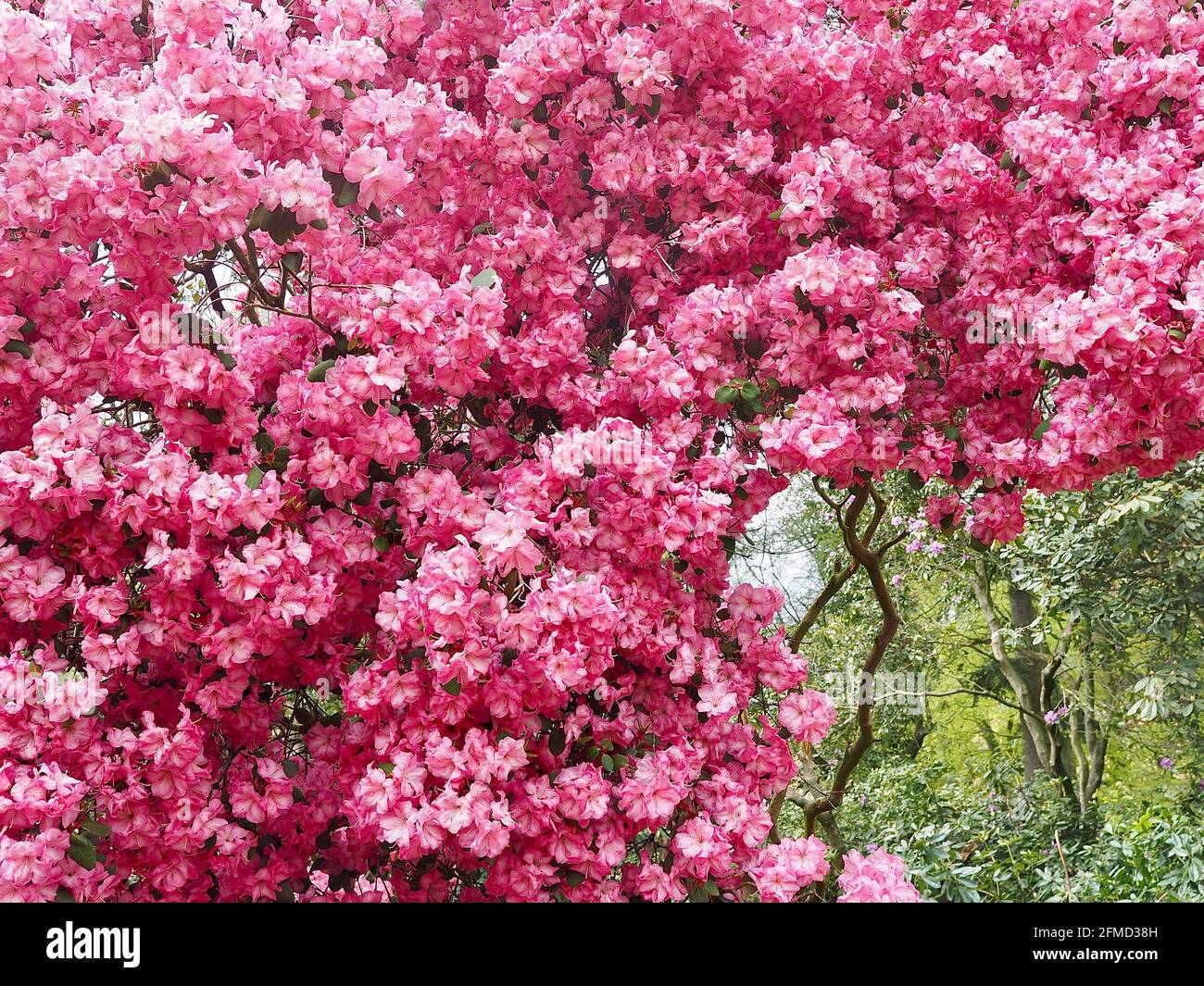Rhododendron tree hi-res stock photography and images - Alamy