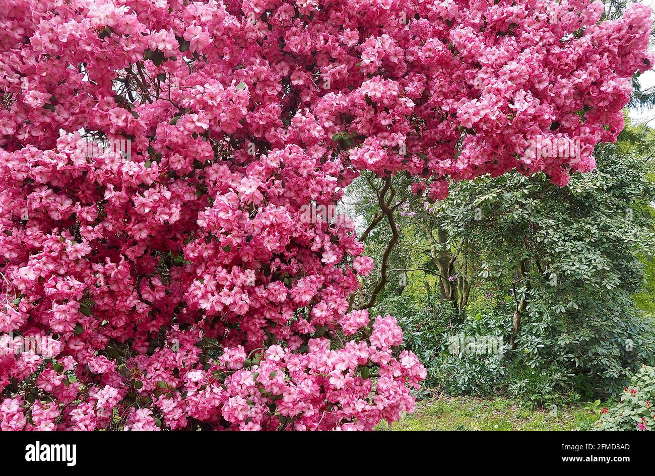 Big pink blooming rhododendron tree Stock Photo - Alamy