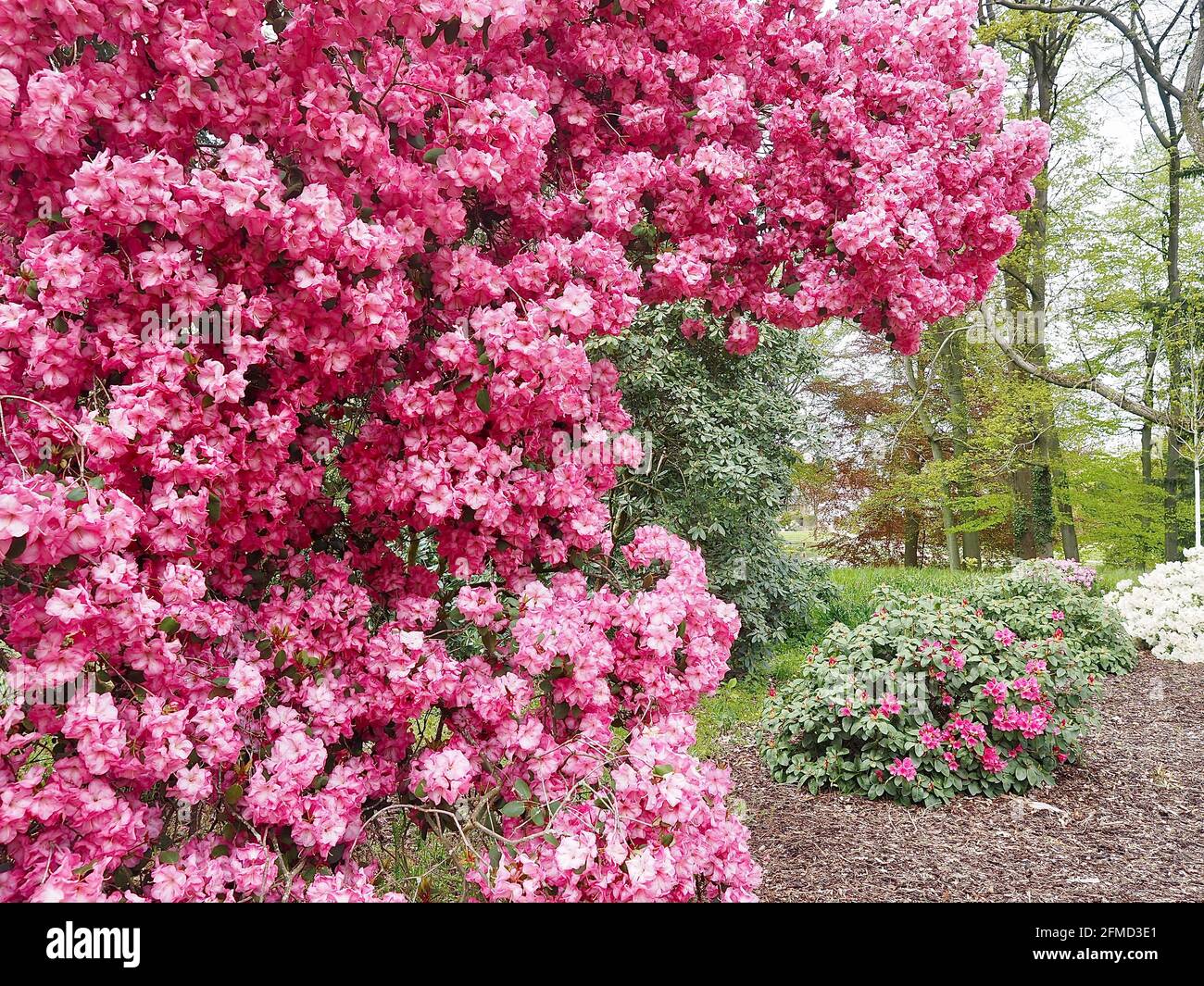 Rhododendron tree hi-res stock photography and images - Alamy