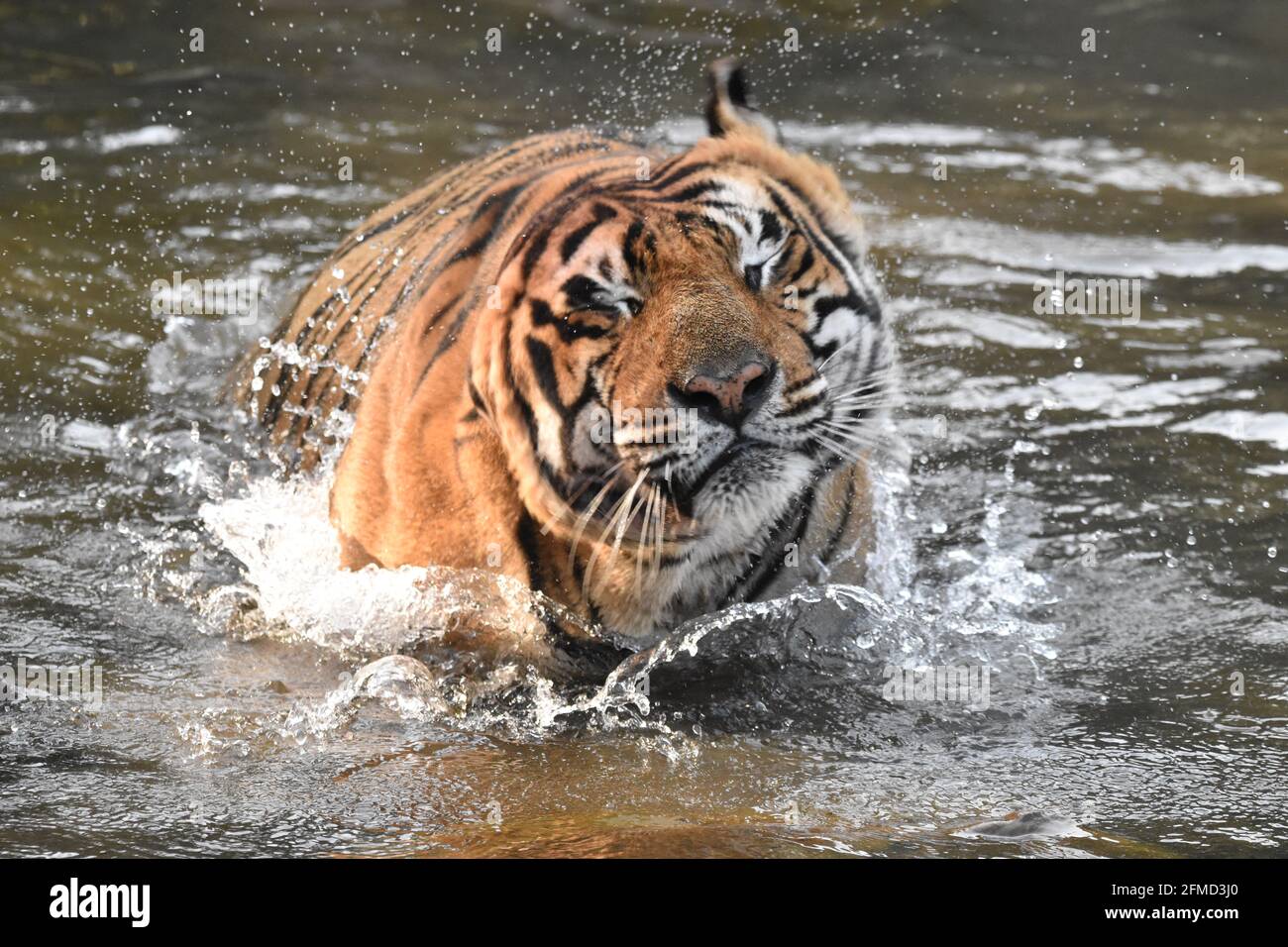 The Magnificent Tigress Arrowhead is queen Ranthambore Tiger Reserve ...