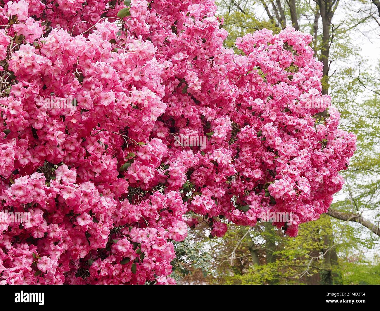 Rhododendron tree hi-res stock photography and images - Alamy