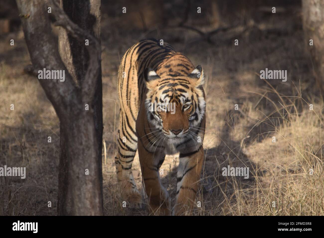 The Magnificent Tigress Arrowhead is queen of Ranthambore Tiger Reserve ...