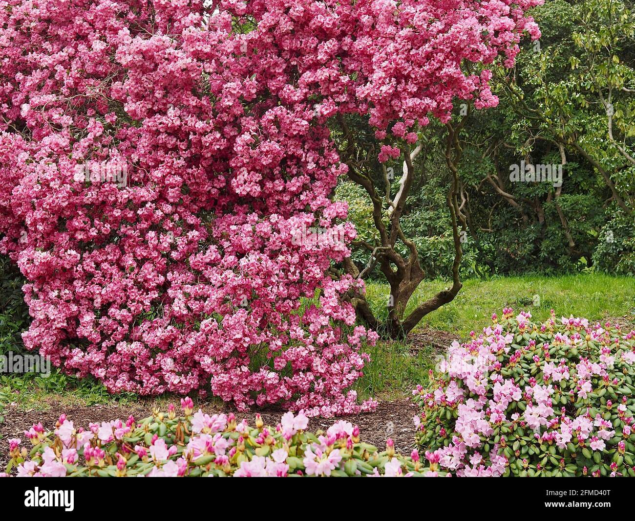 Big leaf rhododendron hi-res stock photography and images - Alamy