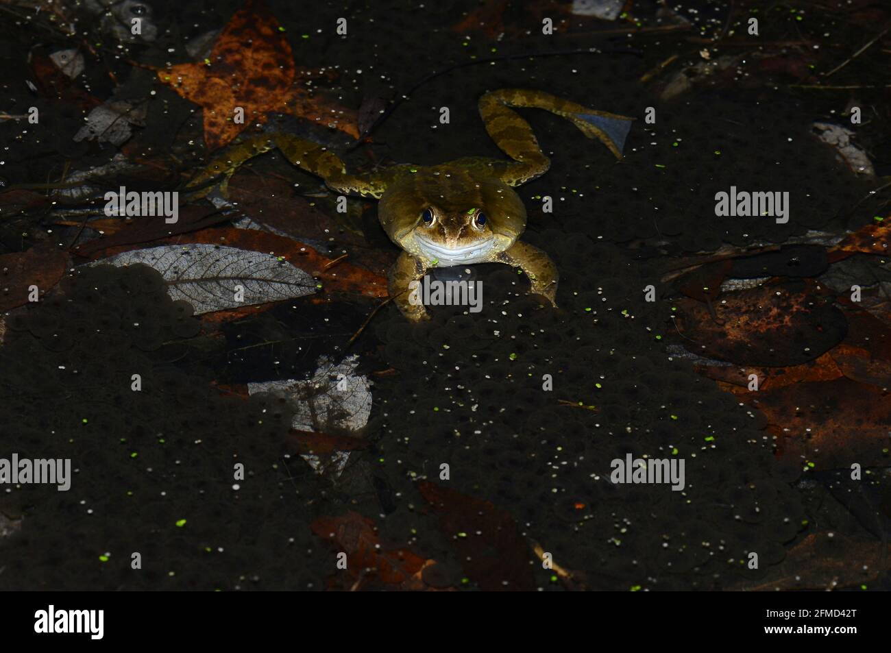 Common frog photograph hi-res stock photography and images - Alamy