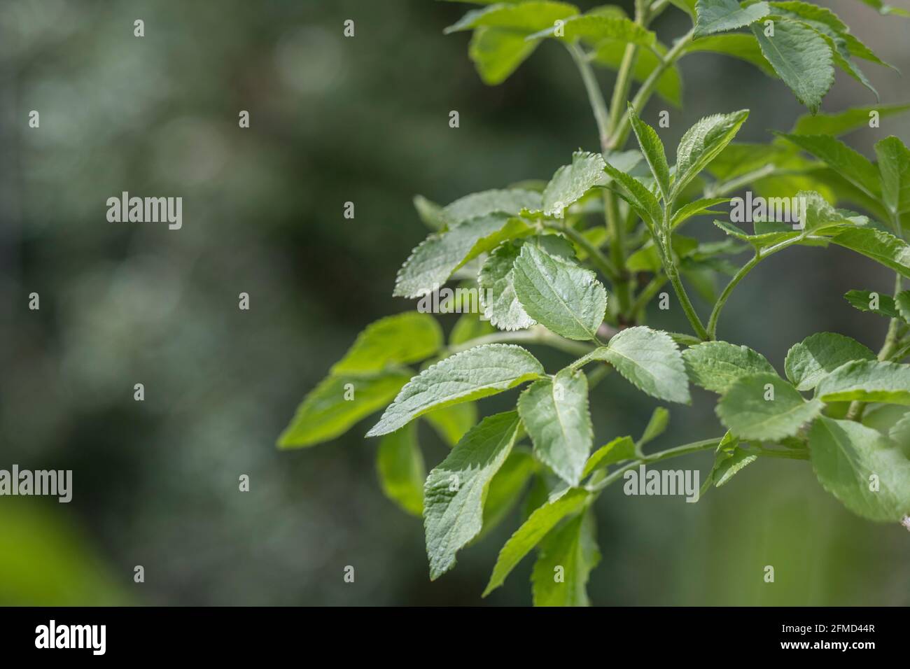 Young leaves / foliage of Common Elder / Sambucus nigra with copy space ...