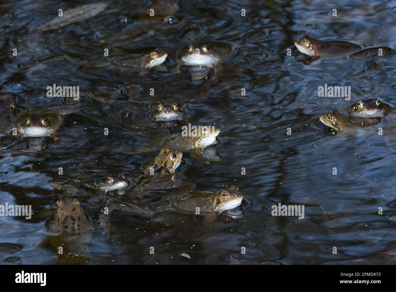 Native frog species hi-res stock photography and images - Alamy