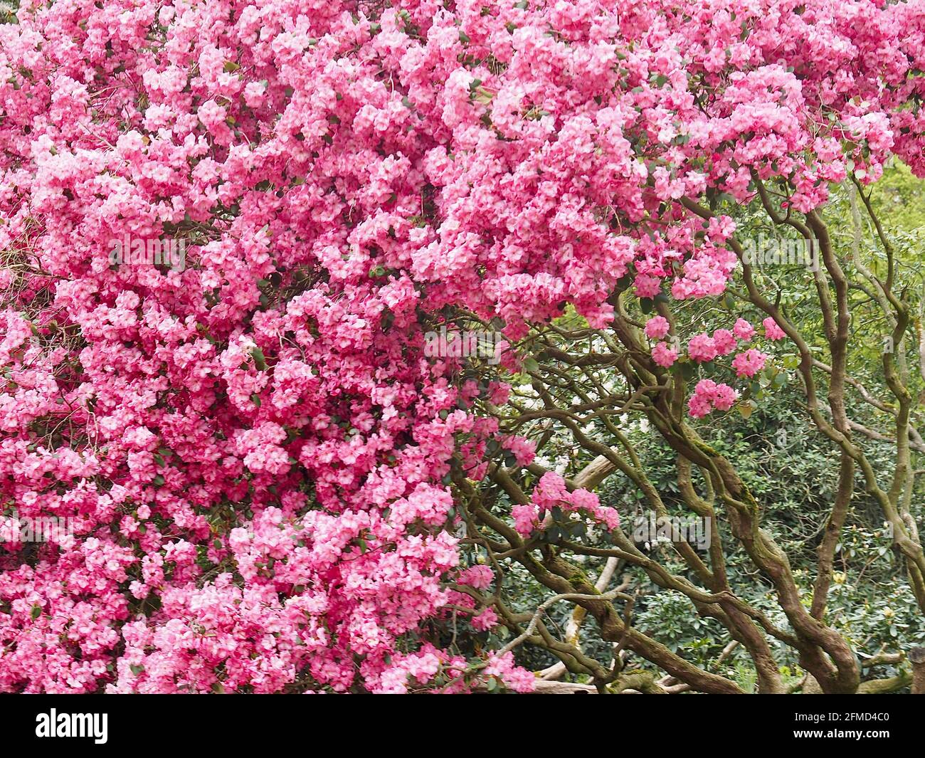 Big pink blooming rhododendron tree Stock Photo - Alamy