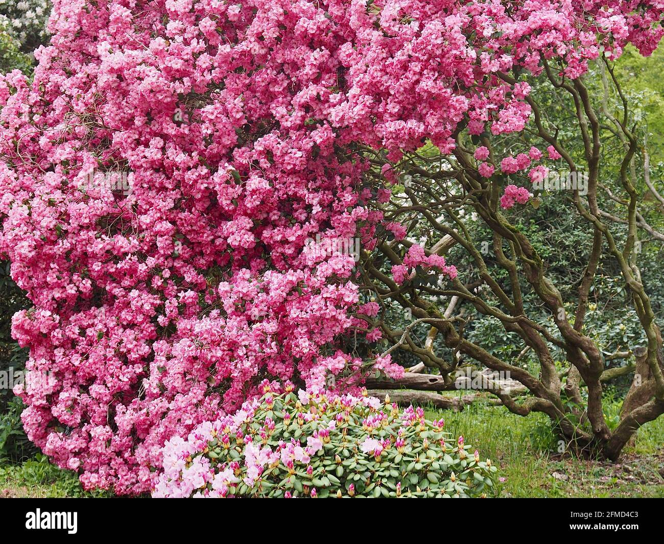 Pink rhododendron hi-res stock photography and images - Alamy