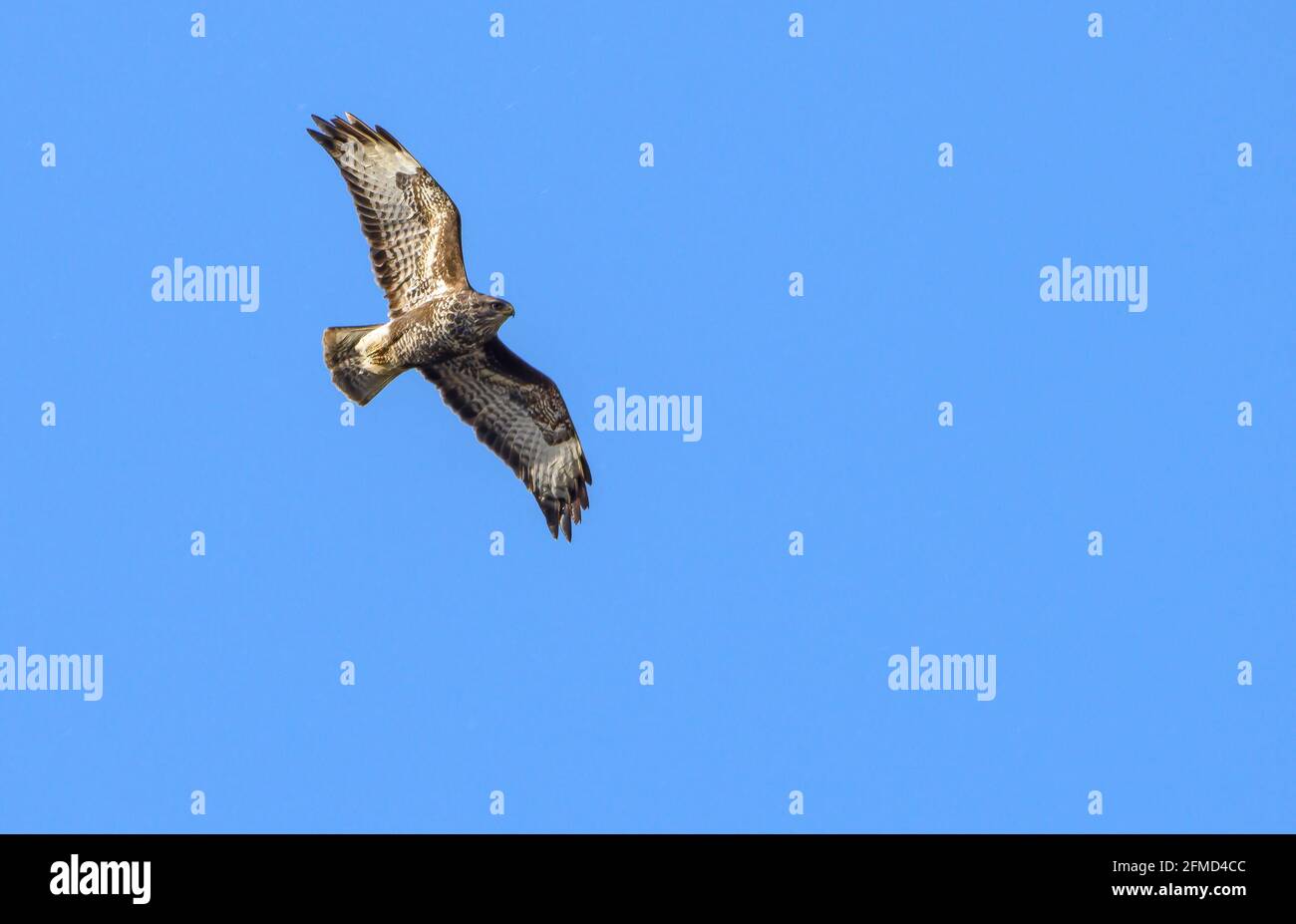 Buzzard uk flight hi-res stock photography and images - Alamy