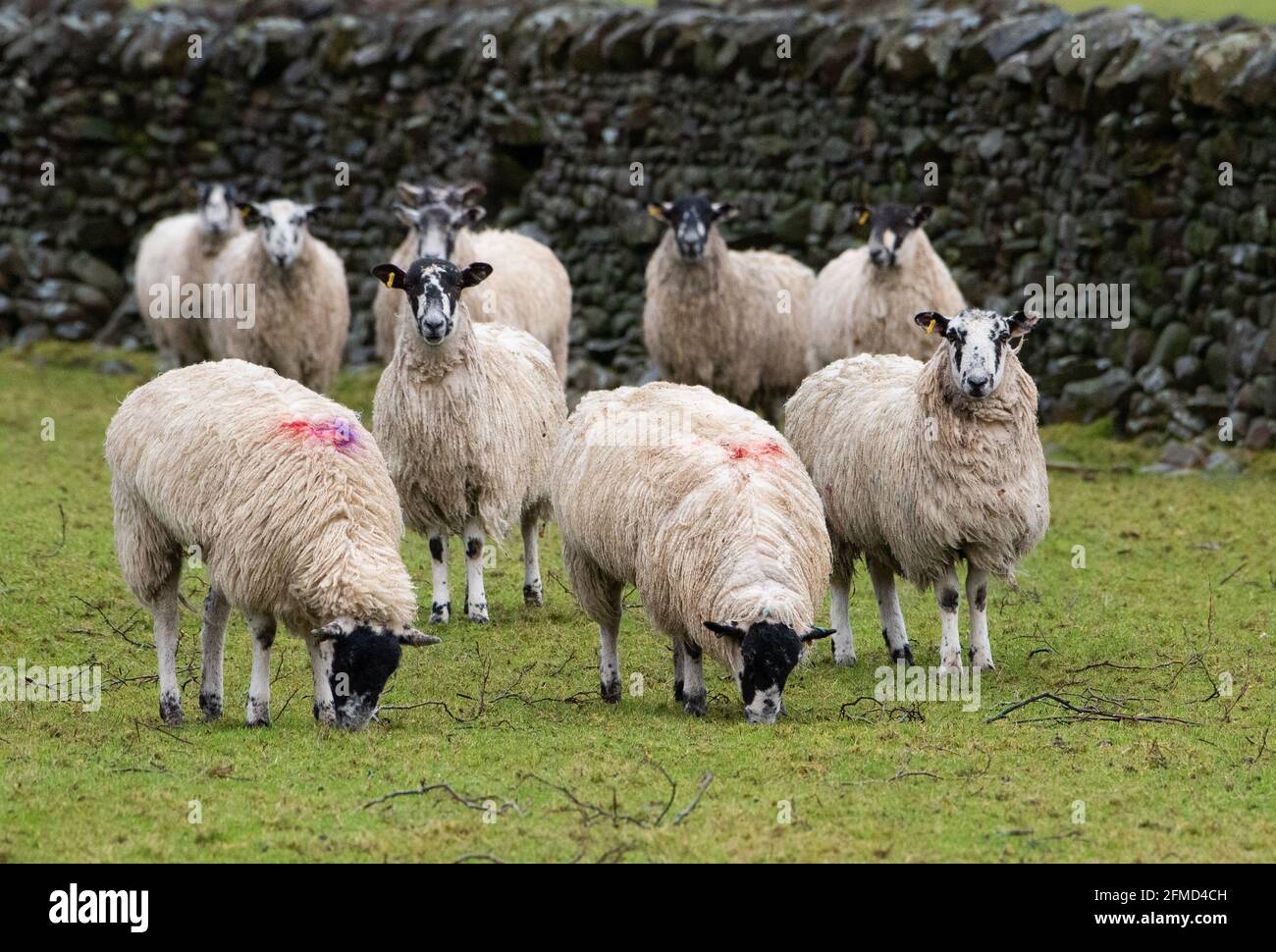 Sheep on a wet, showery, day, Dunsop Bridge, Clitheroe, Lancashire ...