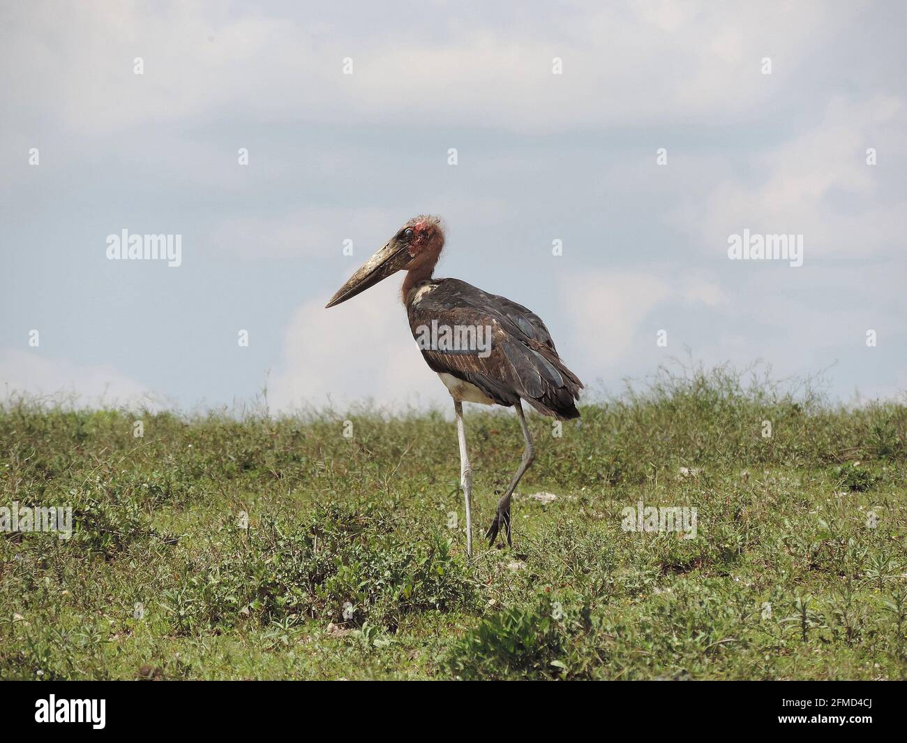 Marabout in the savannah Tanzania East Africa Stock Photo - Alamy