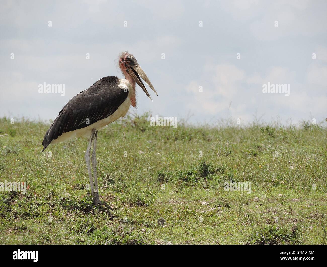 Marabout hi-res stock photography and images - Alamy