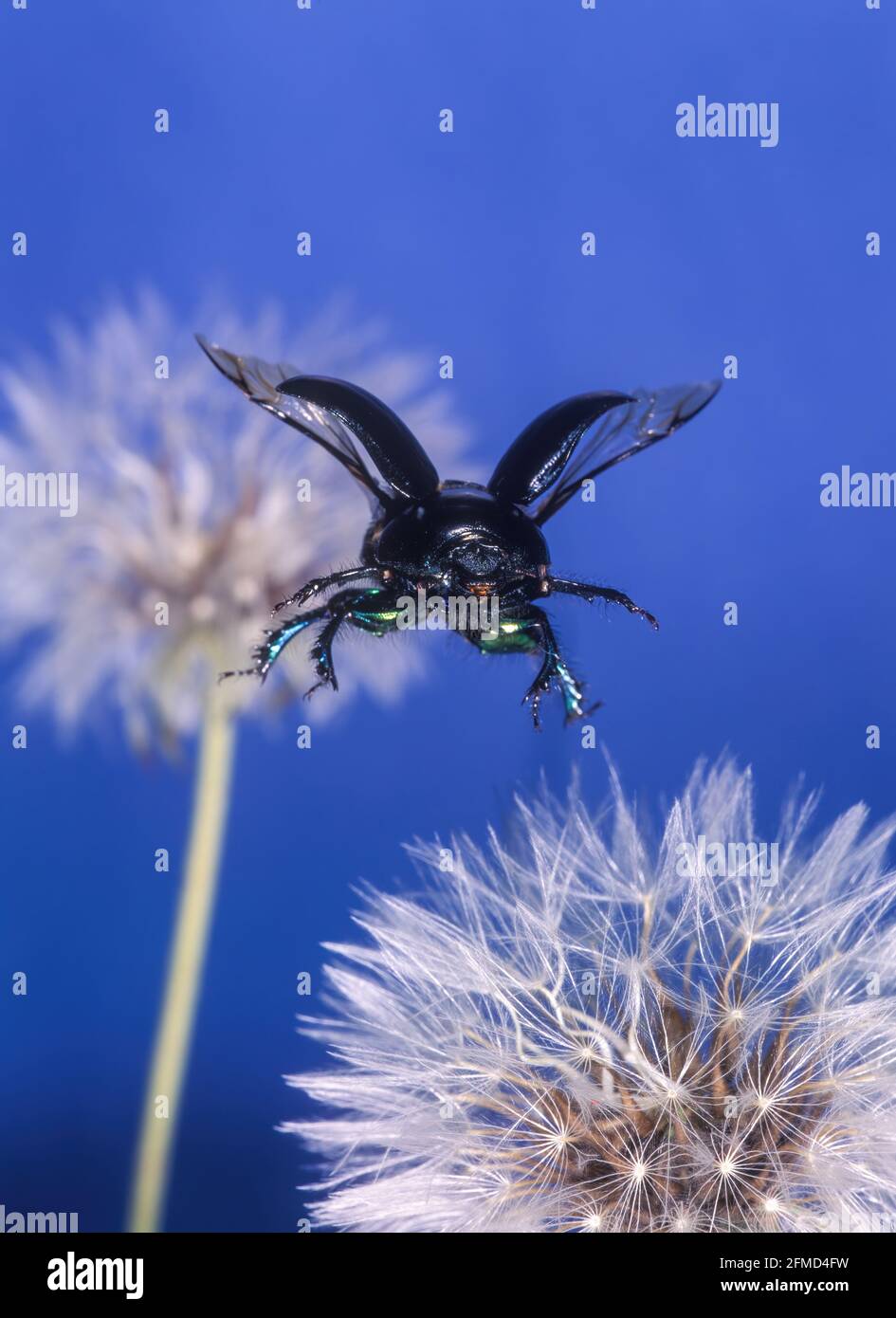 Dor Beetles High Resolution Stock Photography and Images - Alamy