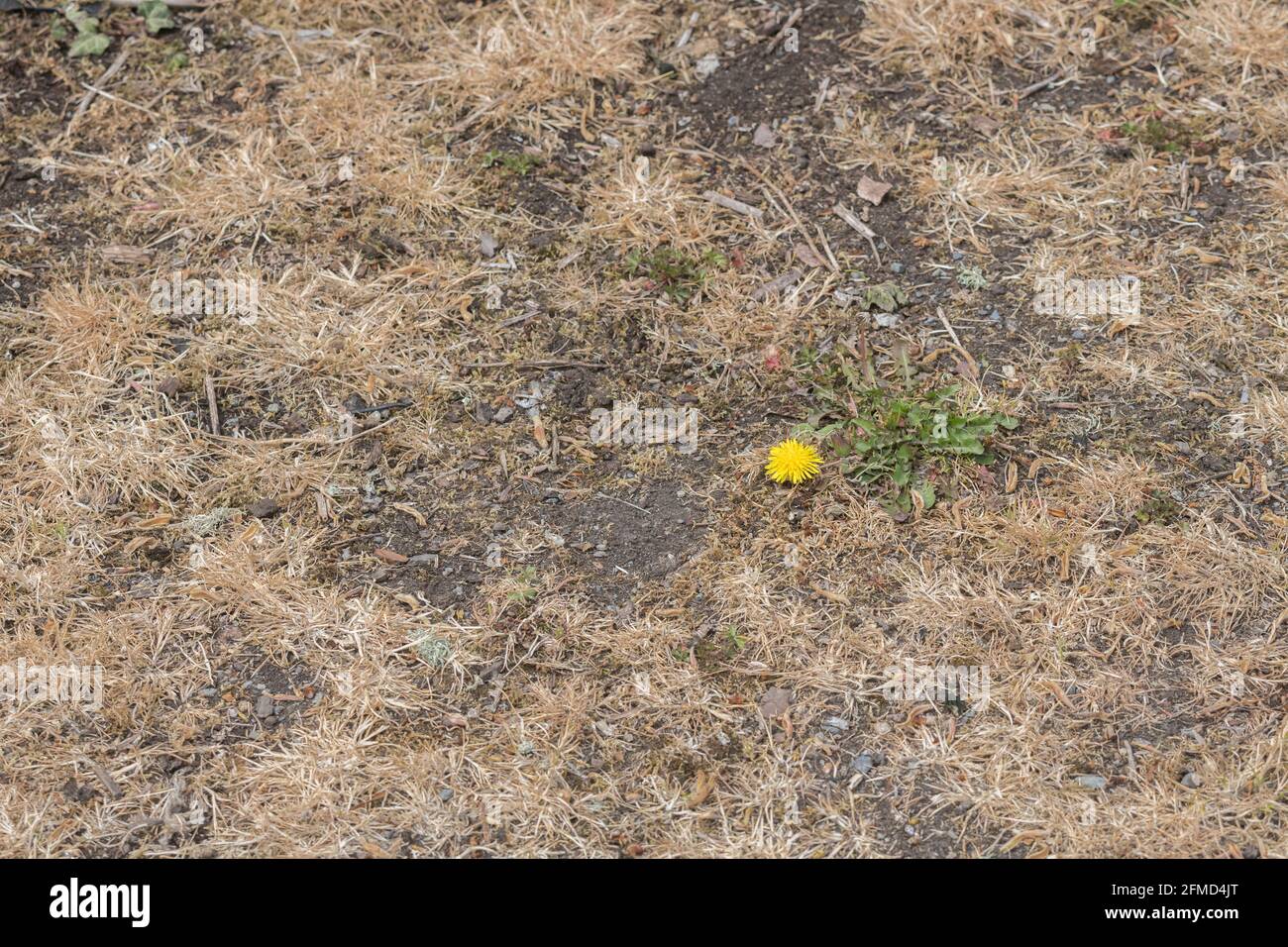 Single yellow Dandelion / Taraxacum officinale flower with copy space ...