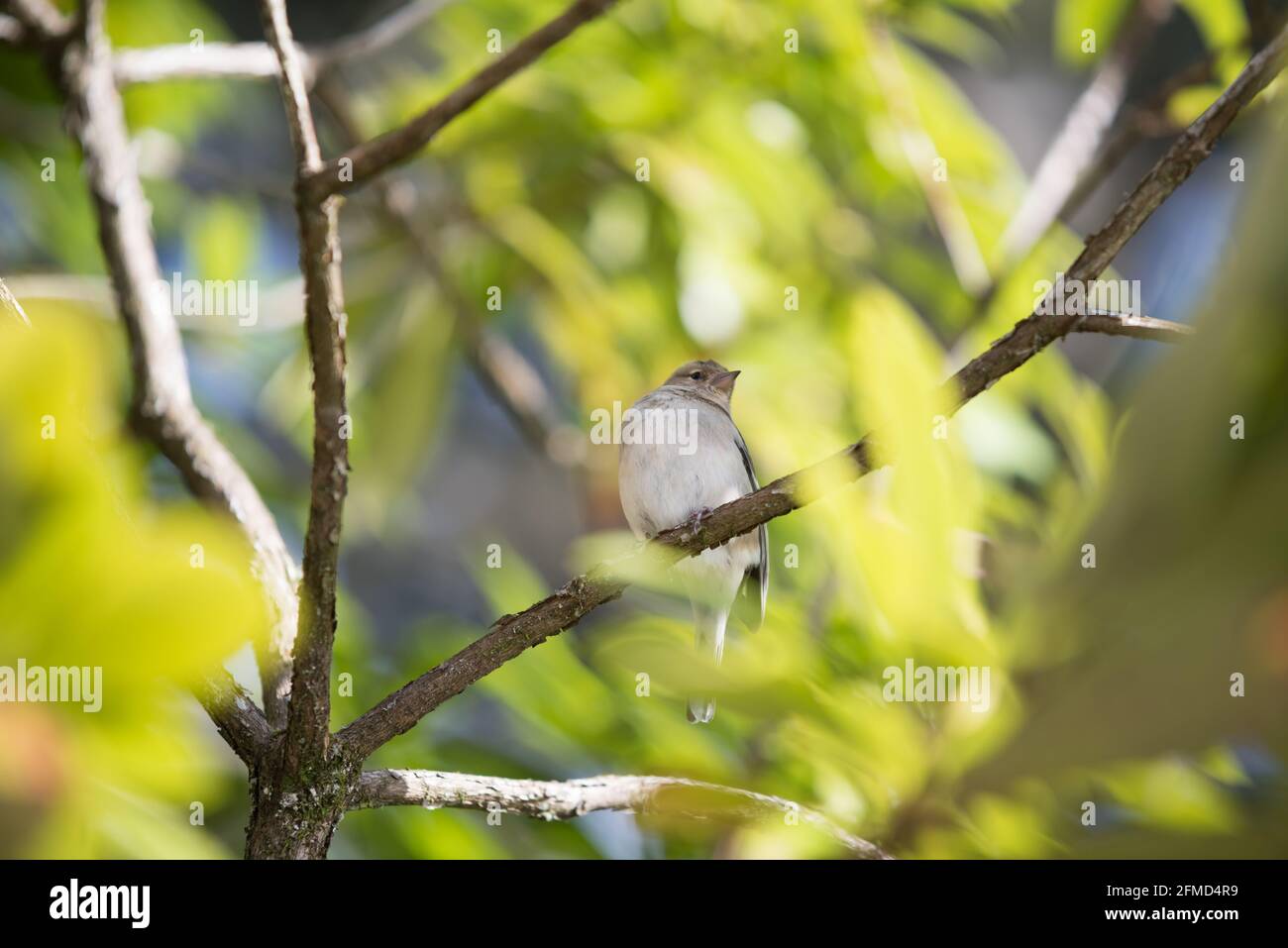Small gray bird on a tree branch Stock Photo - Alamy